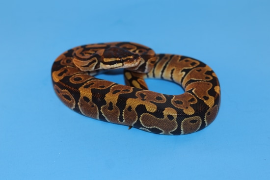 Normal (Wild Type) Ball Python by Large Caliber Constrictors