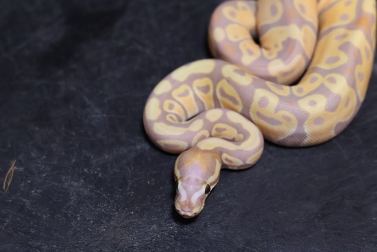 Coral Glow Microscale Het Pied Ball Python by Large Caliber Constrictors
