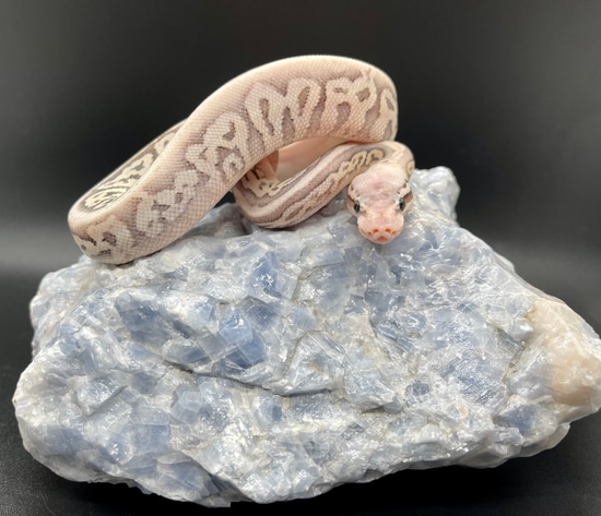 Super Pastel Lemonback Black Pastel 100% Het Hypo Ball Python by Doyle ...