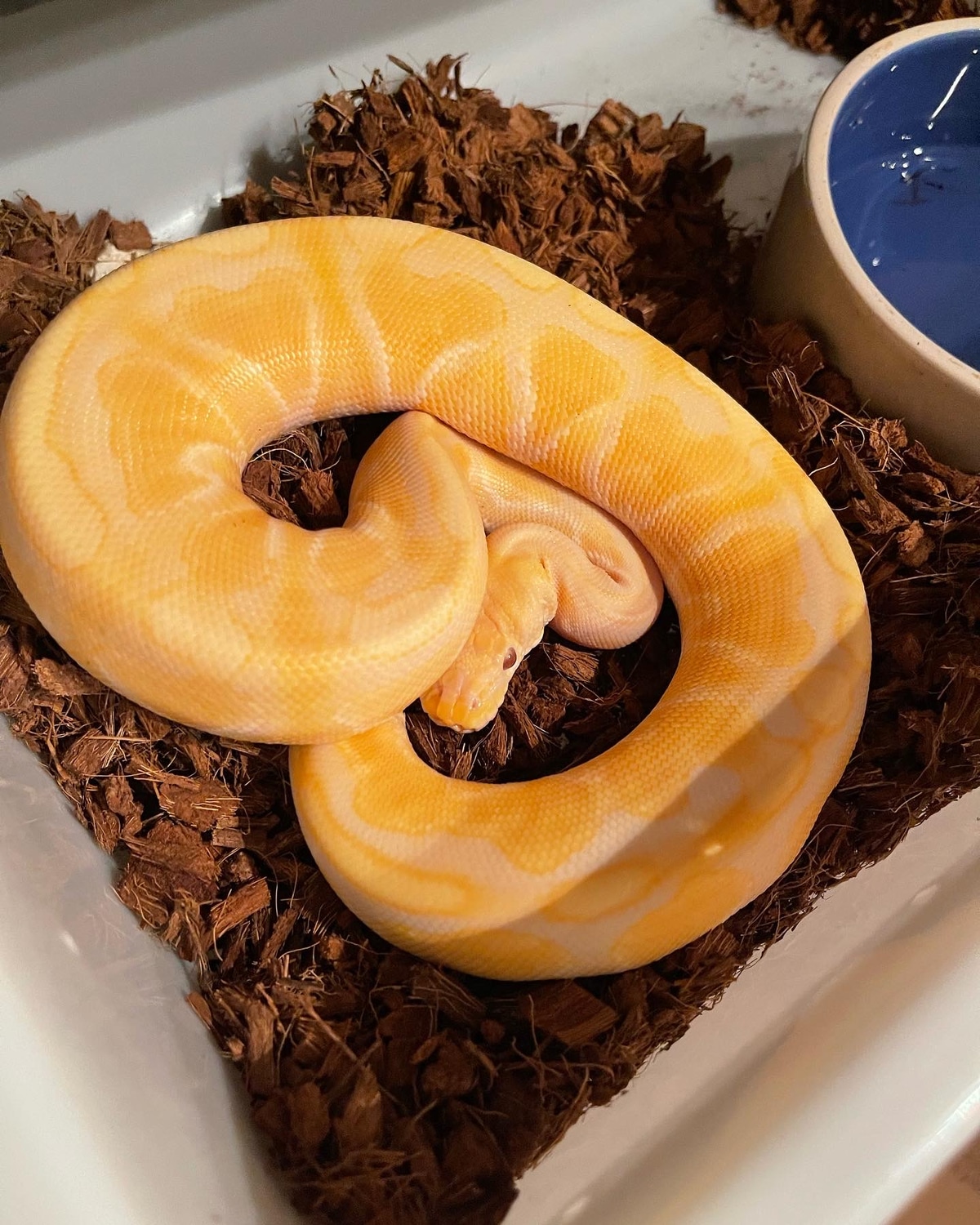 Enchi Cinnamon Candino Ball Python by Doyle Exotics - MorphMarket