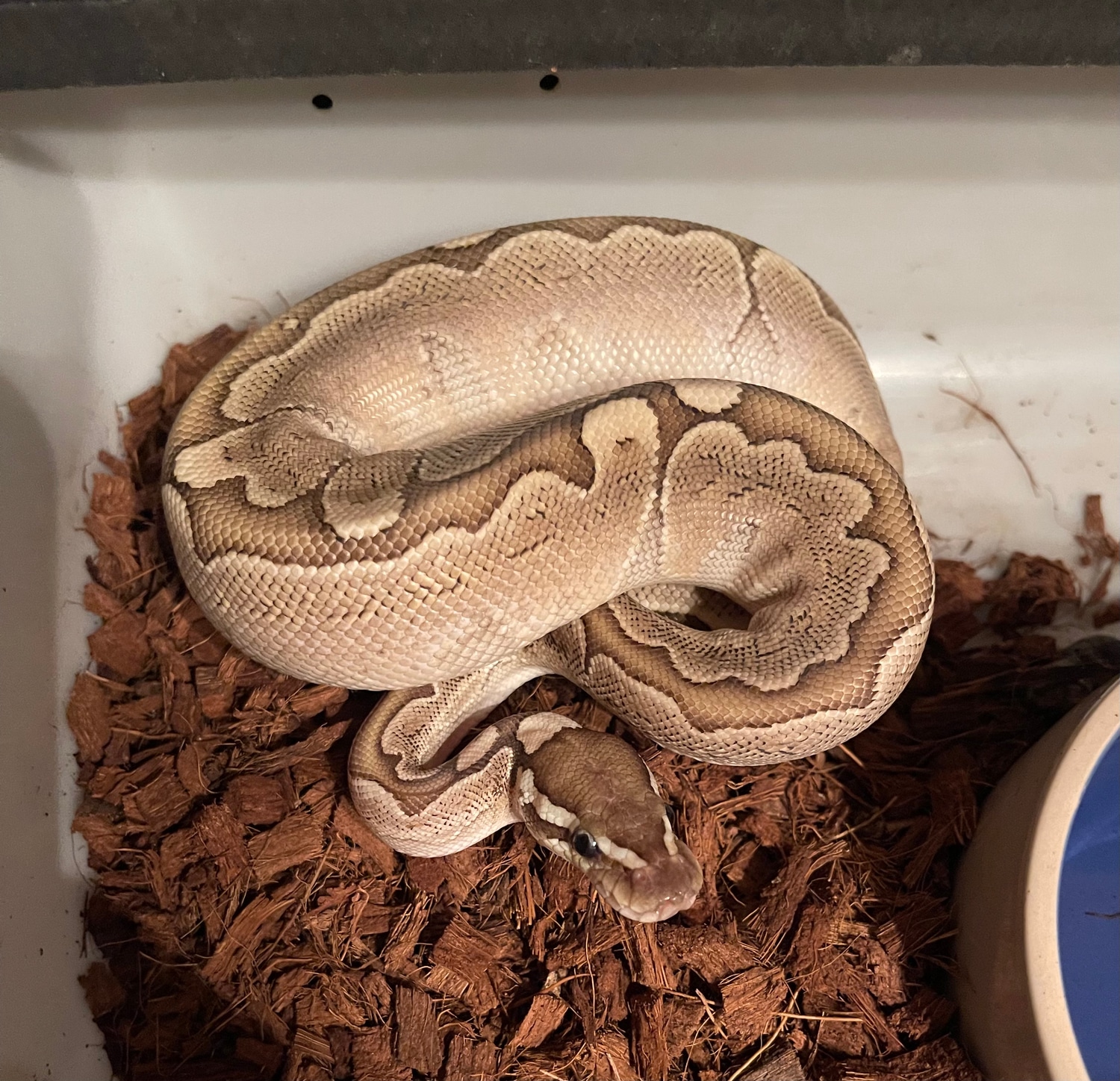 Bamboo Cinnamon Ball Python by Doyle Exotics - MorphMarket