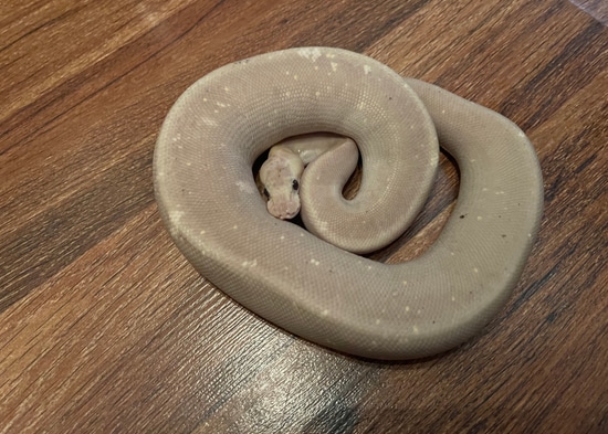 Super Black Pastel Banana Pastel Poss Pinstripe Ball Python by Doyle Exotics