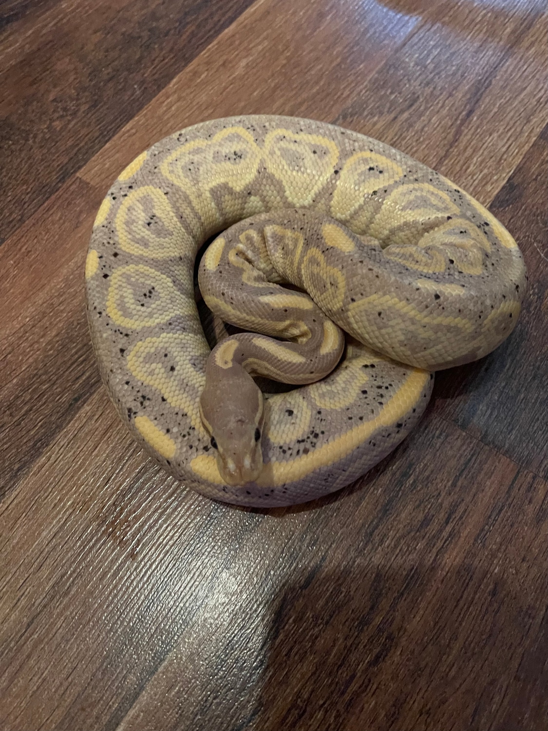 Banana Black Pastel 50% Het Genetic Stripe Ball Python by Doyle Exotics ...