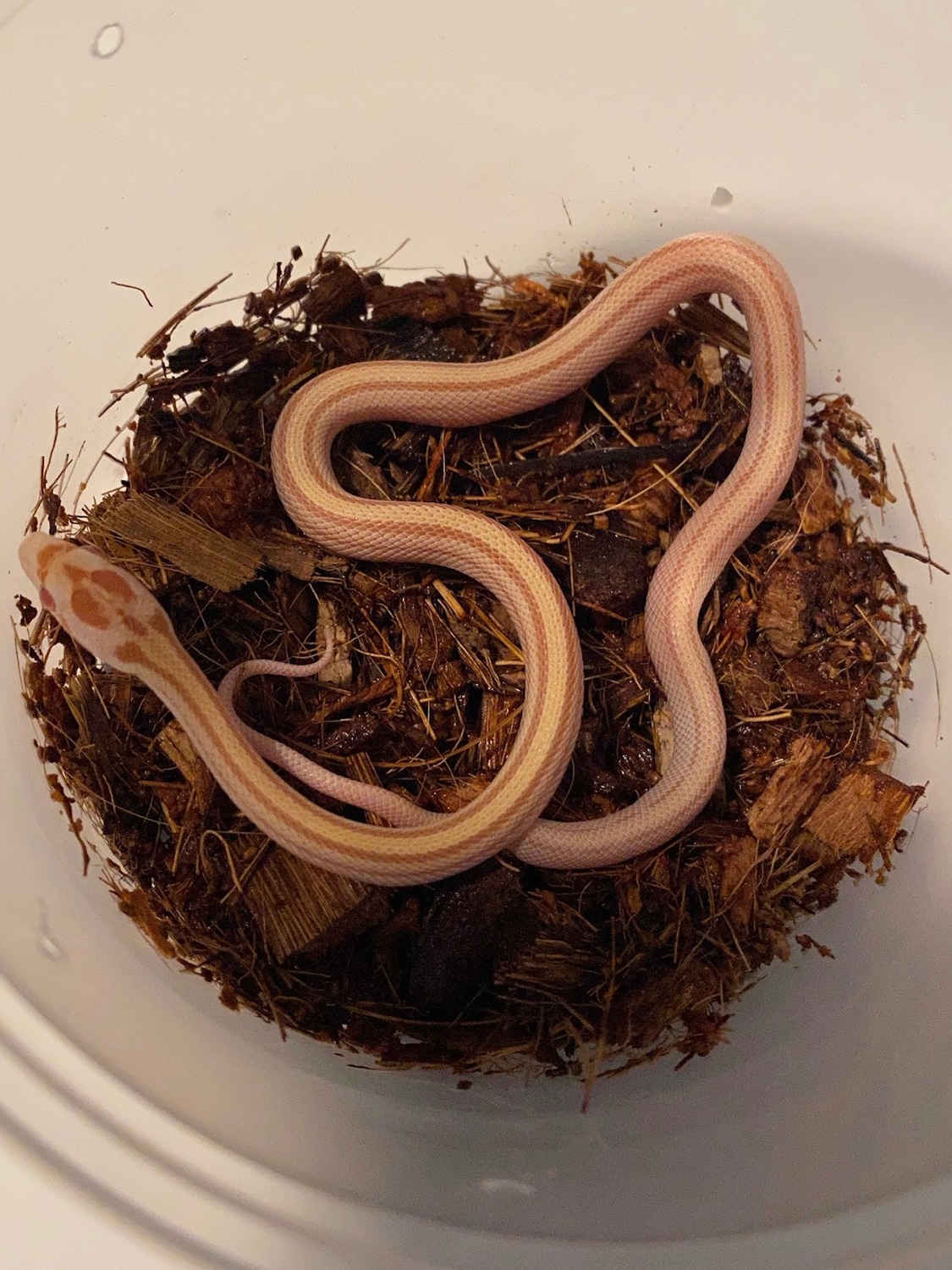 Butter Stripe Het Scaleless Corn Snake by Best Reptiles - MorphMarket