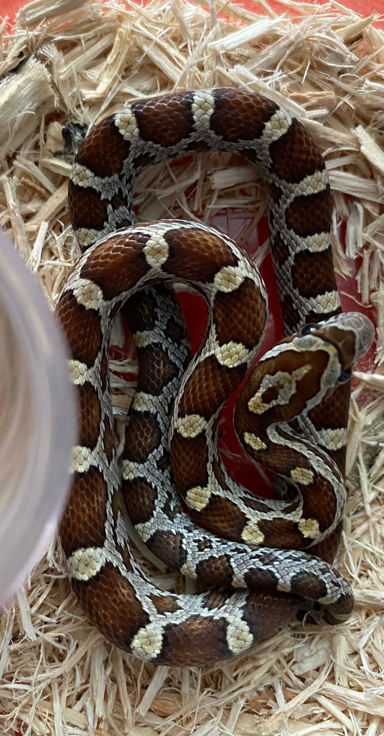 Caramel Het Scaleless Corn Snake by Best Reptiles - MorphMarket