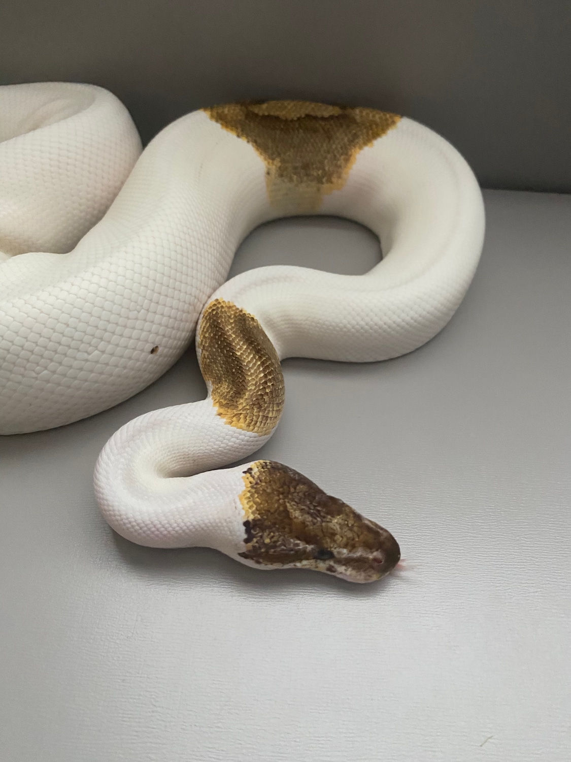 Pinto Pied Ball Python by Best Reptiles - MorphMarket