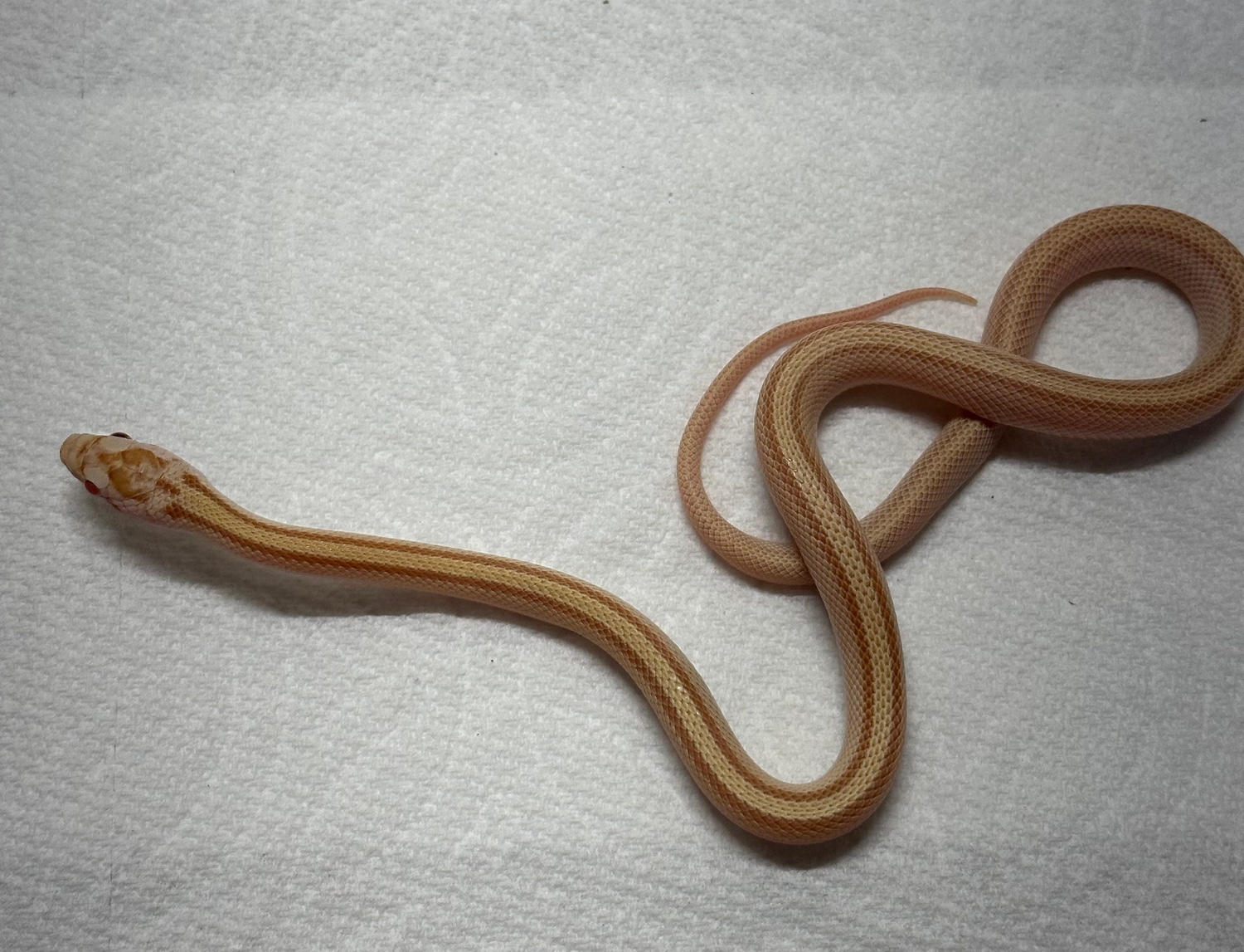 Butter Stripe Tessera Het Scaleless Corn Snake by Best Reptiles ...