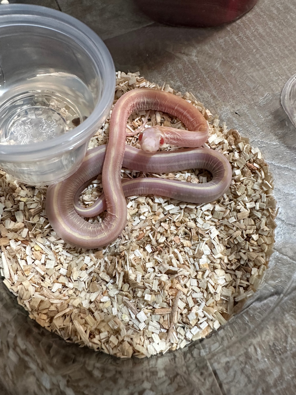 Stripe Butter Scaleless Corn Snake by Best Reptiles - MorphMarket
