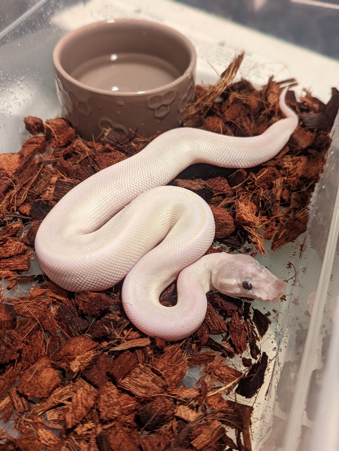 Super Mojave 50% Het Clown Ball Python by Day & Nite Reptile - MorphMarket
