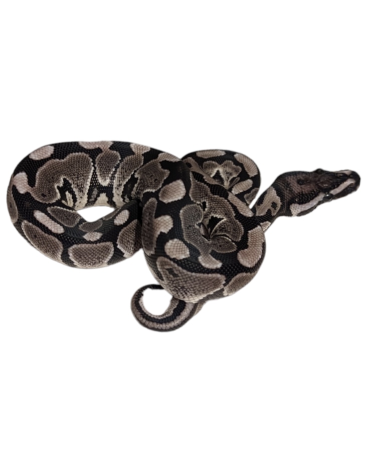 Vpi Axanthic Poss Het Clown Ball Python by Day & Nite Reptiles ...