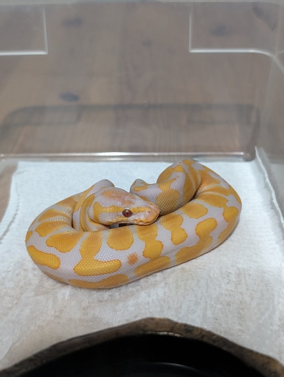 Lavender 66% Het Pied Ball Python by Day & Nite Reptiles