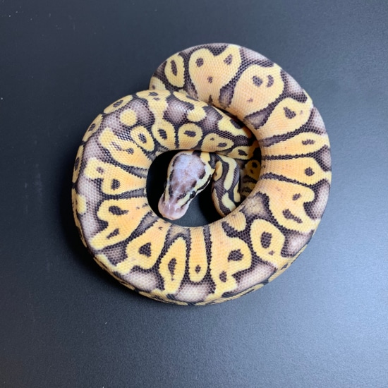 Super Pastel Fire/Vanilla Het Clown Ball Python by Play Ball Reptiles