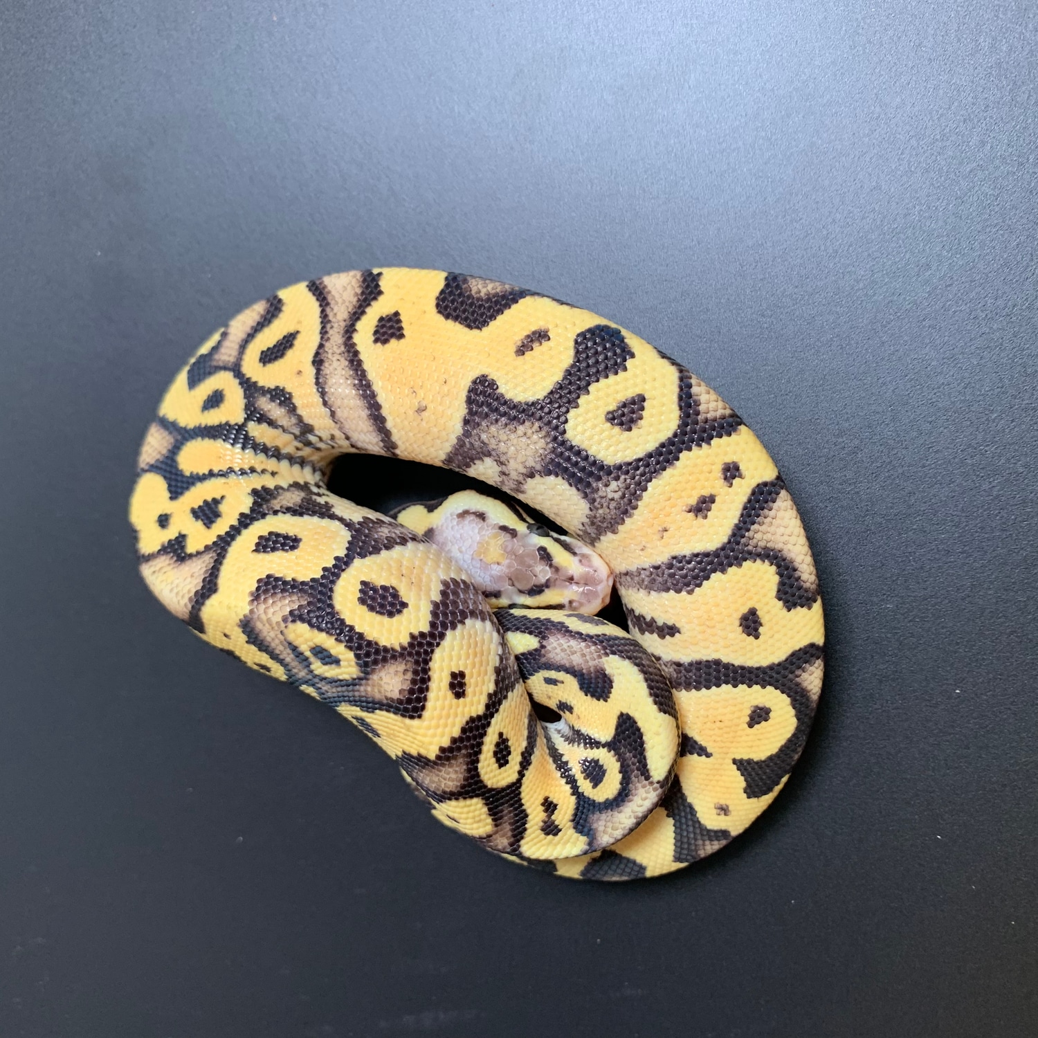 Super Pastel Fire/Vanilla 100% Het Clown Ball Python by Play Ball ...