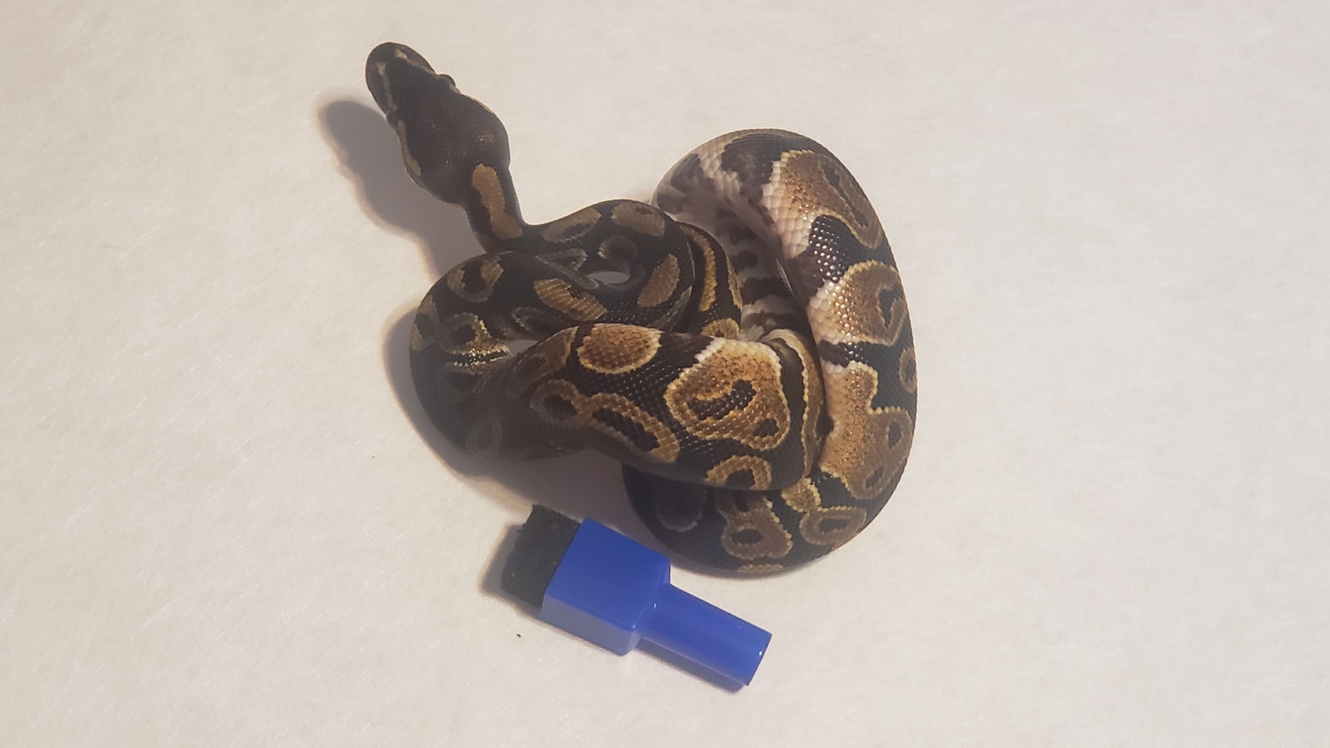 Volta Ball Python by Doc-Law Reptiles - MorphMarket
