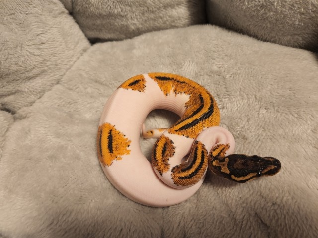 Orange Dream Yellowbelly Pied FREE SHIPPING Ball Python by Doc-Law ...