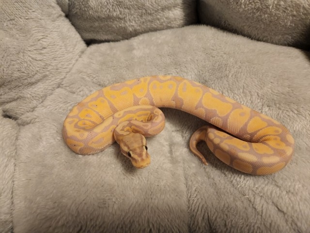 Banana Yellow Belly Ball Python by Doc-Law Reptiles - MorphMarket
