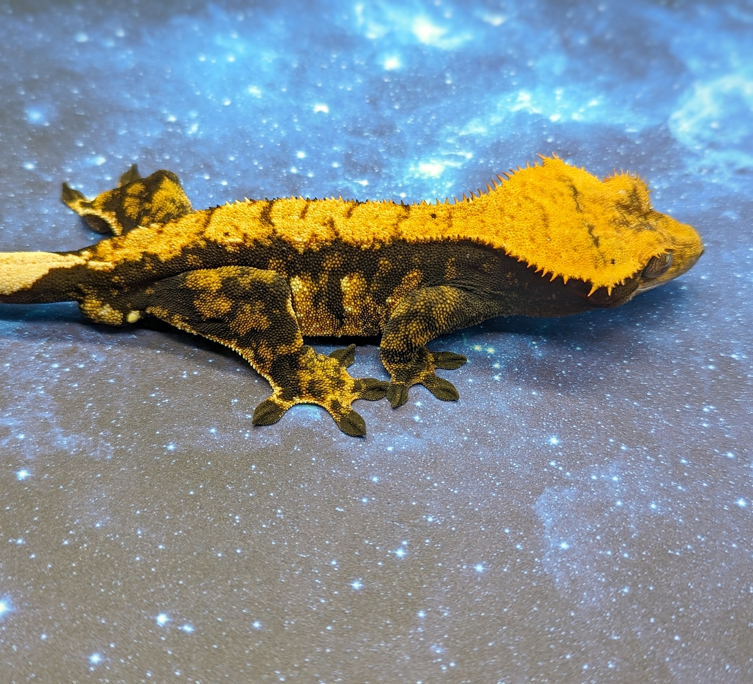 RTB XXX Line Crested Gecko by Deep Grove Exotics - MorphMarket
