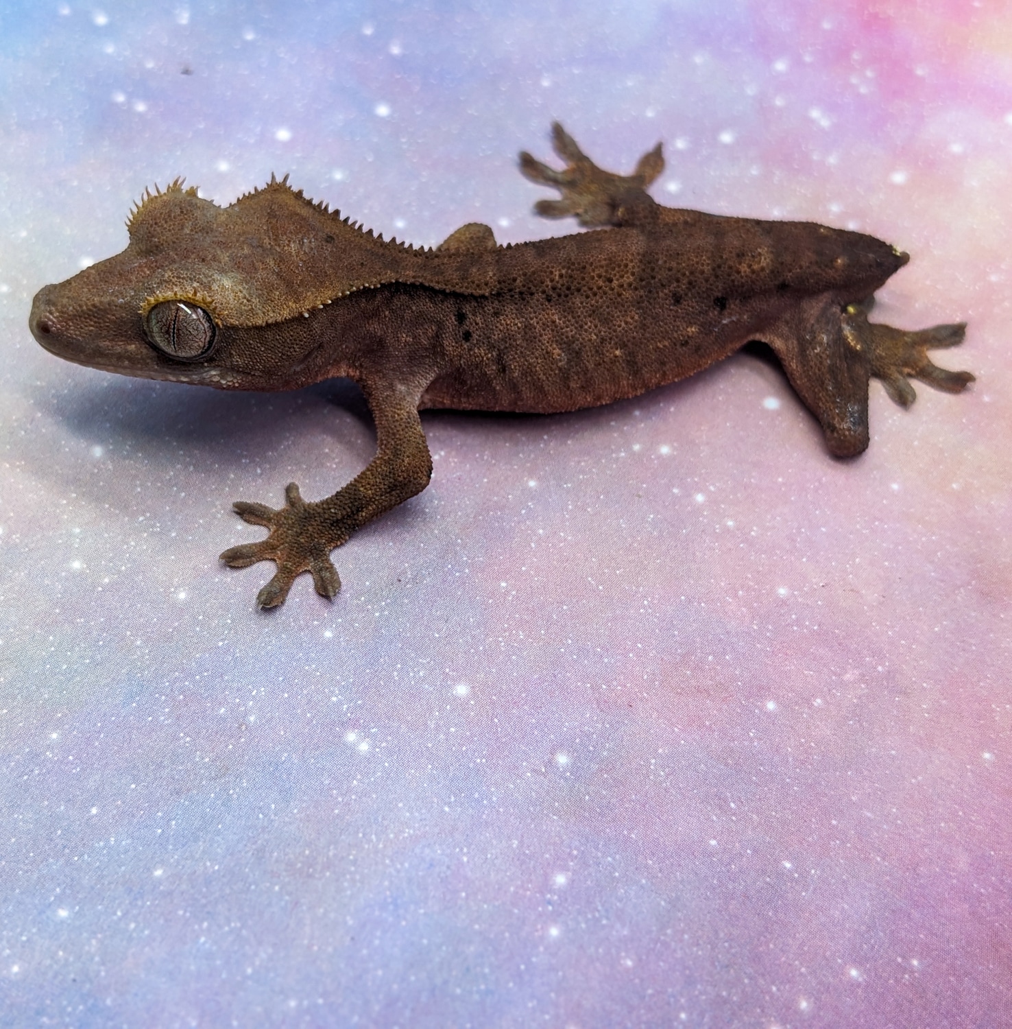 Dark Olive Crested Gecko by Deep Grove Exotics - MorphMarket