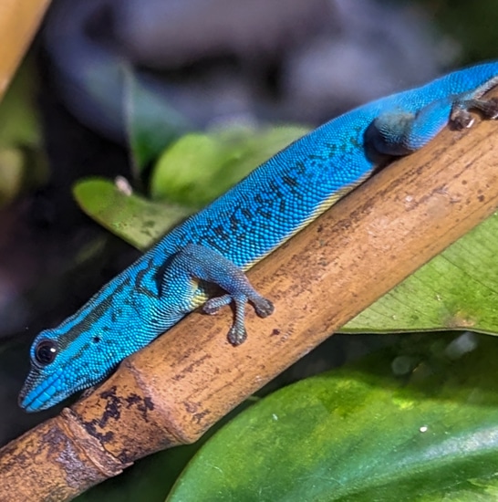 Male L. Williamsi Electric Blue Day Gecko by Deep Grove Exotics