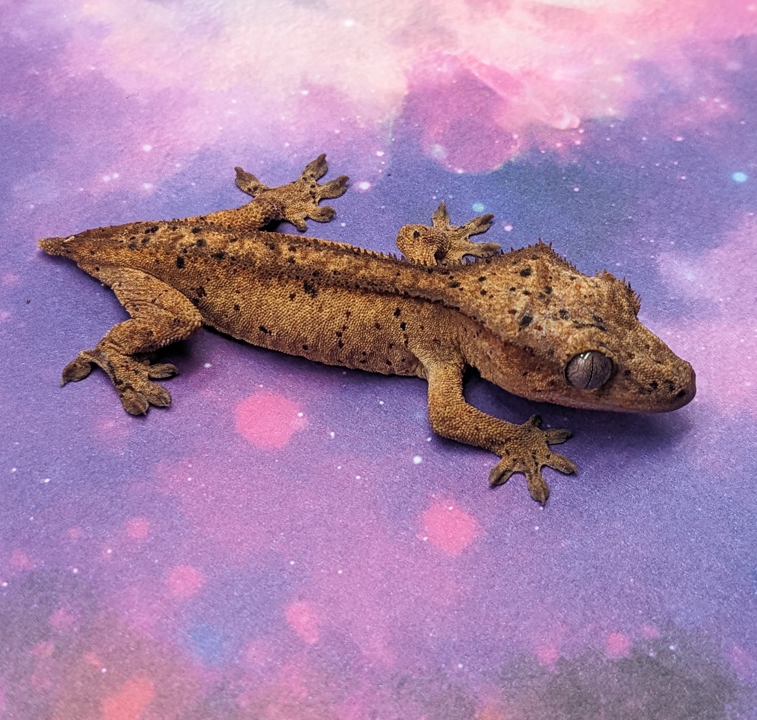 Yellow Dalmatian Crested Gecko by Deep Grove Exotics - MorphMarket