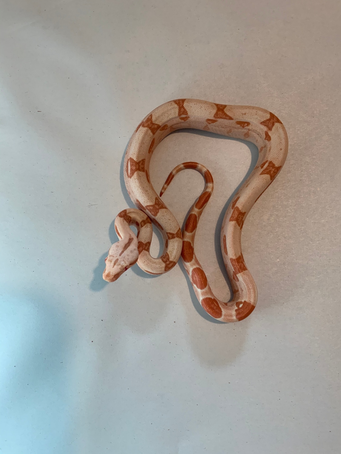 Kahl Sunglow Boa Constrictor by Luke’s Boas - MorphMarket