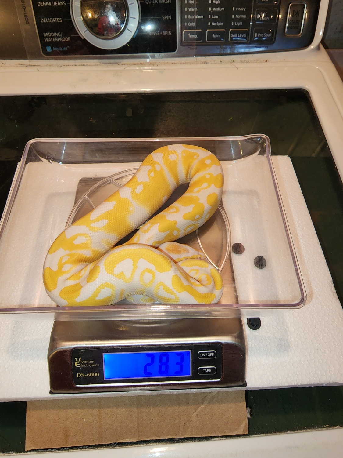 Lavender 50% Het Piebald Ball Python by Morphmagic Exotics llc ...