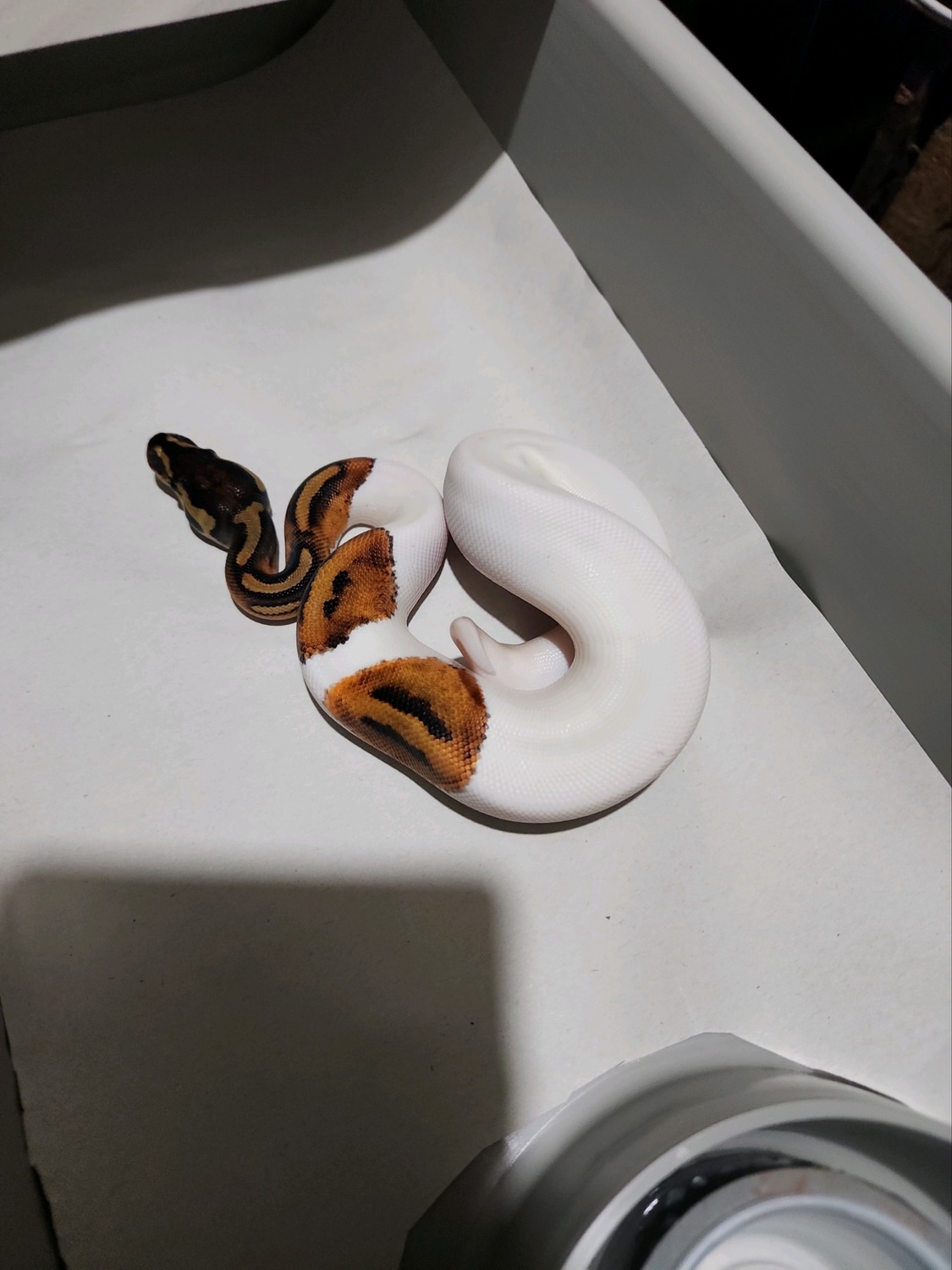Piebald With Emoji Ball Python by Morphmagic Exotics llc - MorphMarket