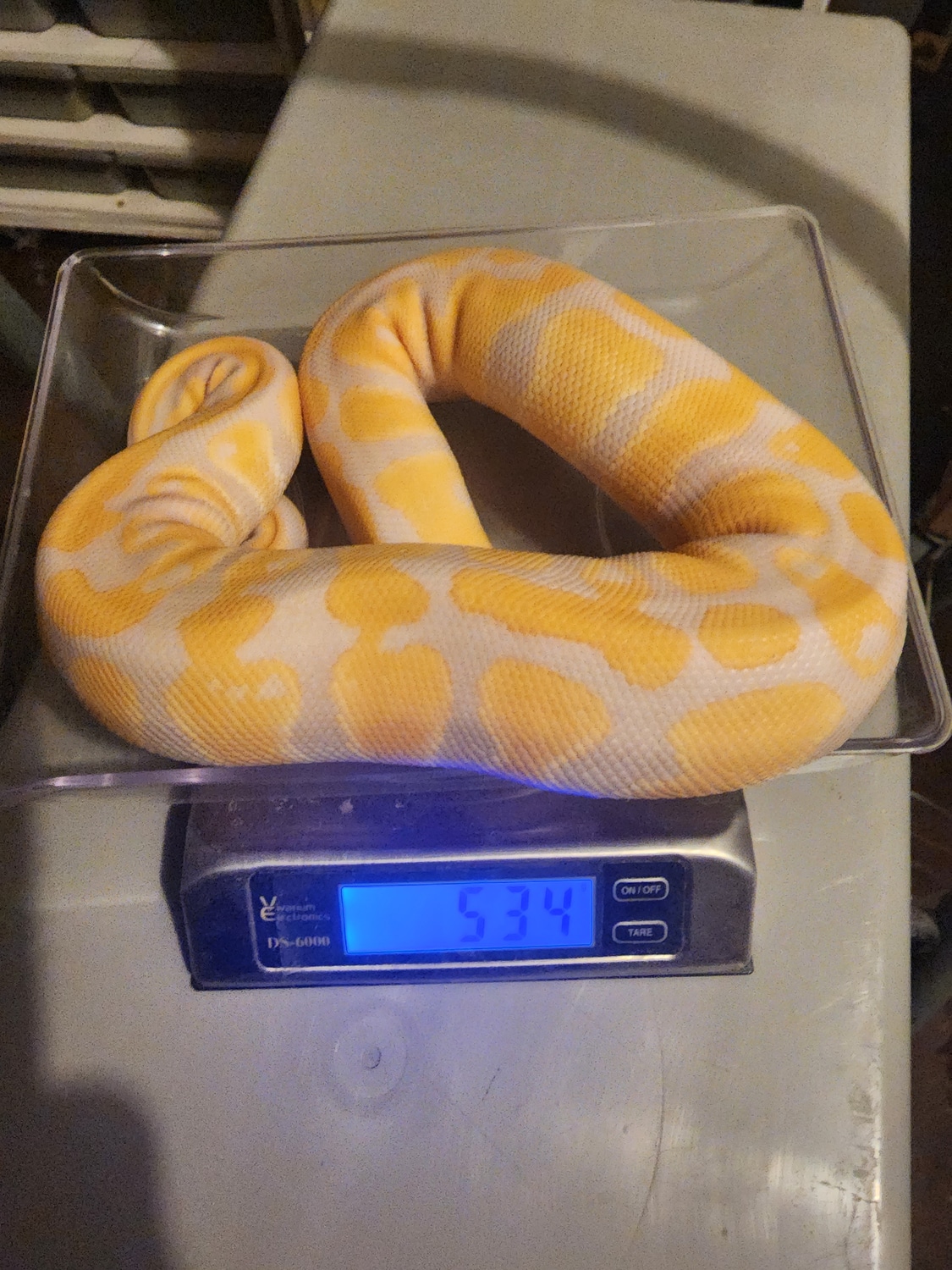 Lavender Albino Ball Python by Morphmagic Exotics llc - MorphMarket