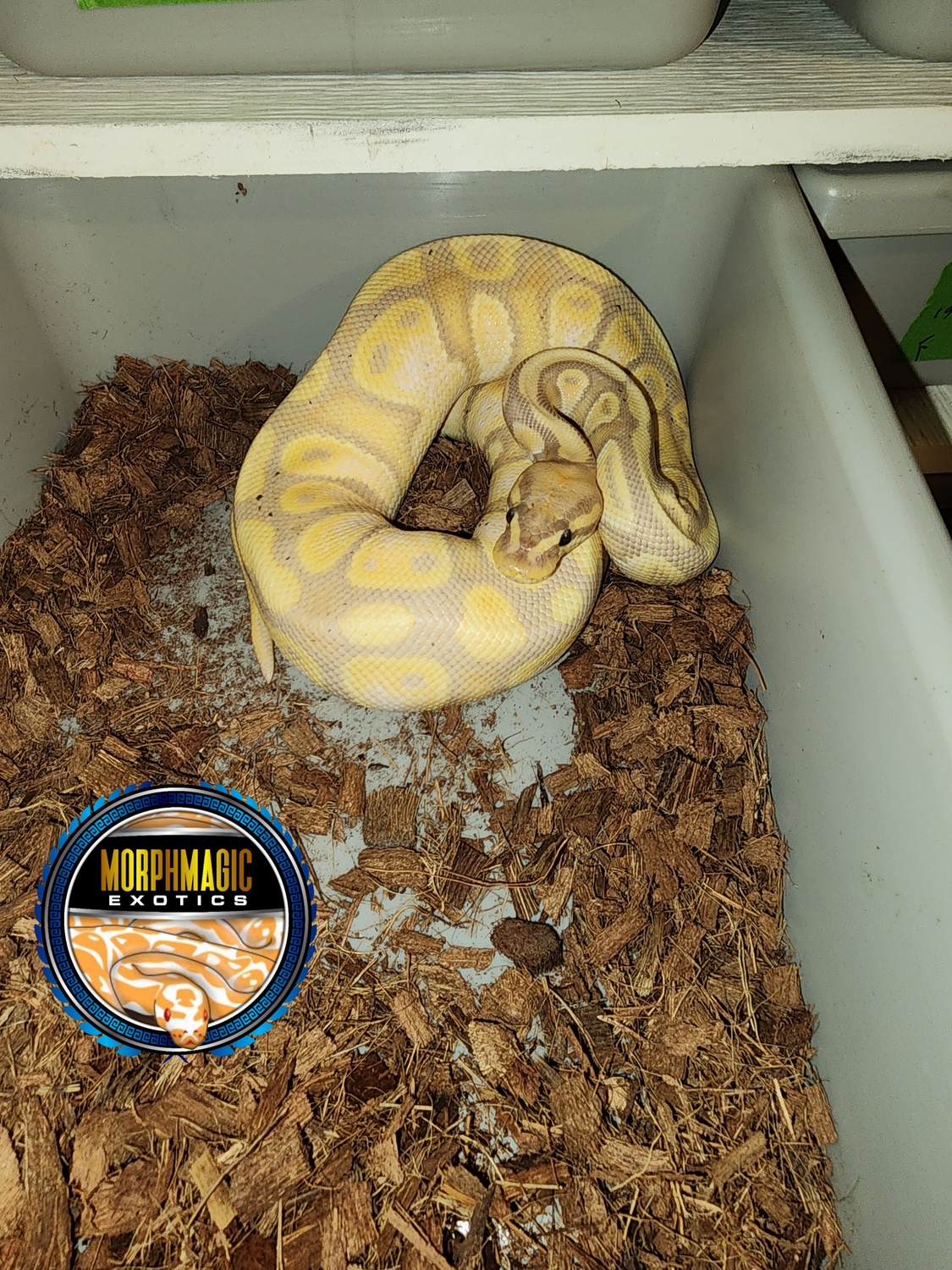Orange Dream Coral Glow Het Piebald Ball Python by Morphmagic Exotics ...