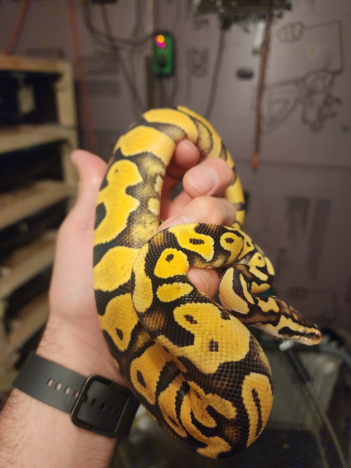 Enchi Lace Patel Het Clown Ball Python by Morphmagic Exotics llc ...