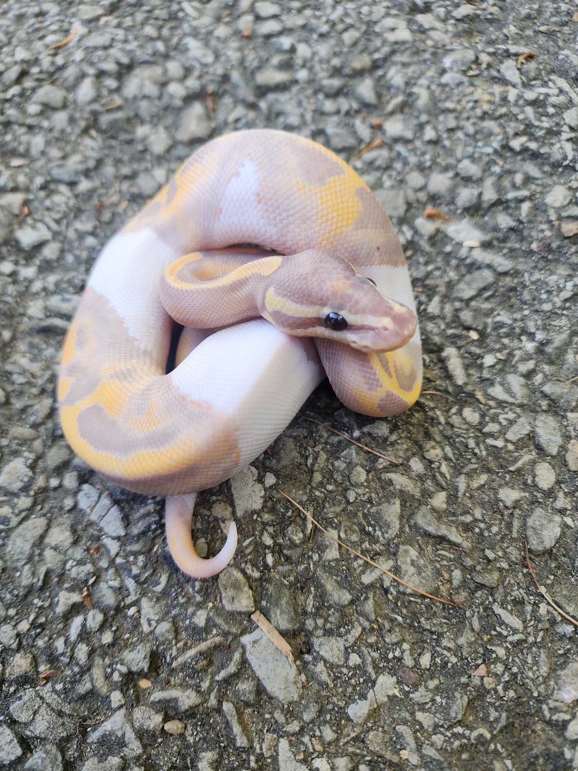 Coral Glow Piebald Ball Python by Morphmagic Exotics llc - MorphMarket