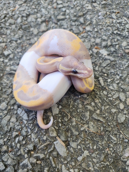 Coral Glow Piebald Ball Python by Morphmagic Exotics llc