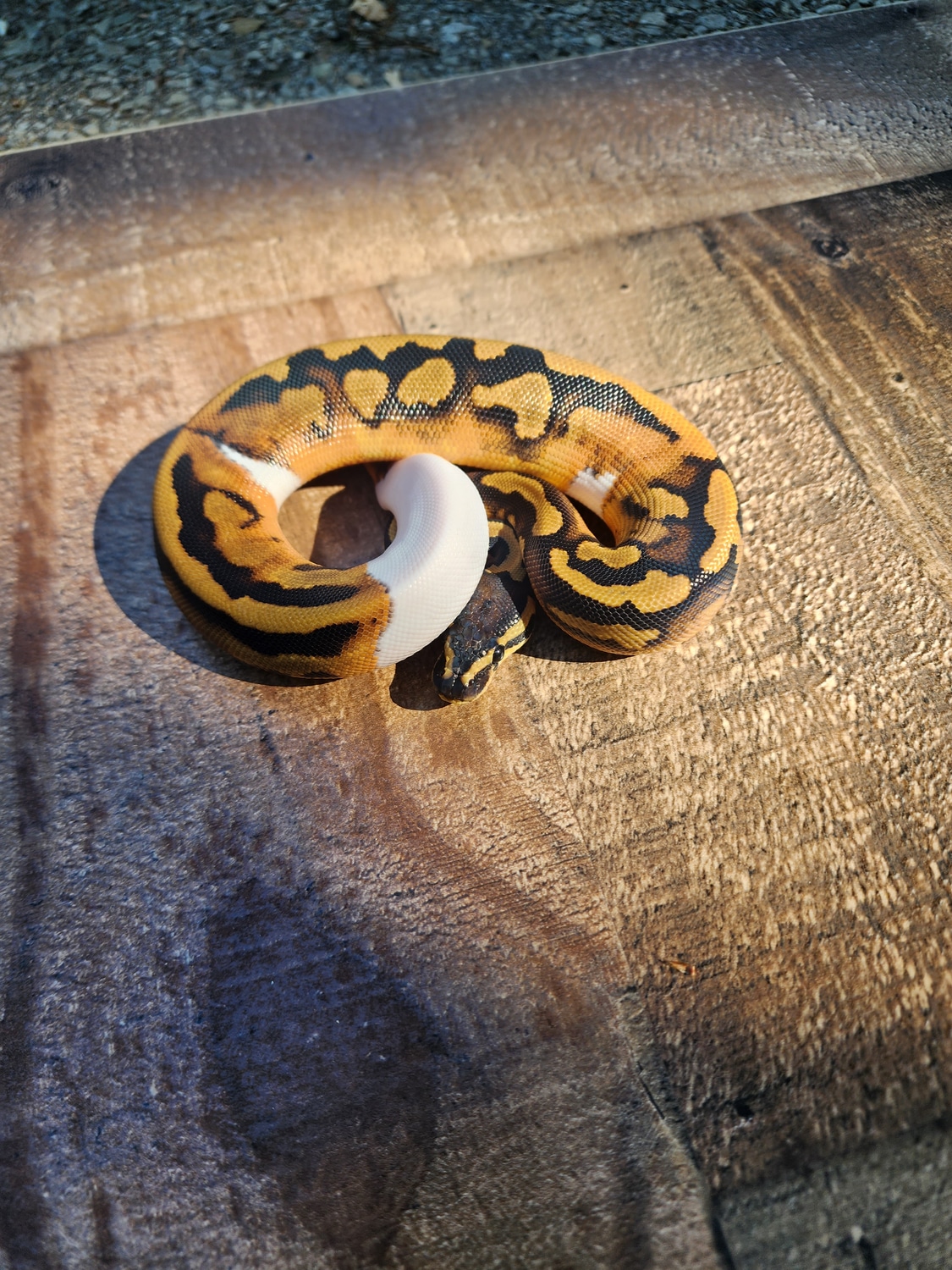 Piebald Pos Leopard Ball Python by Morphmagic Exotics llc - MorphMarket