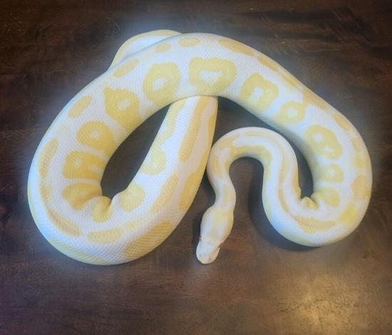 Black Pastel Albino Het Pied Proven Breeder Ball Python by Balling Out ...