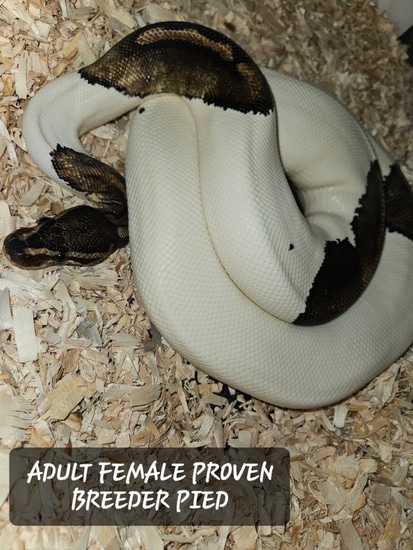 Pied Adult Female Proven Ball Python by Balling Out Morphs
