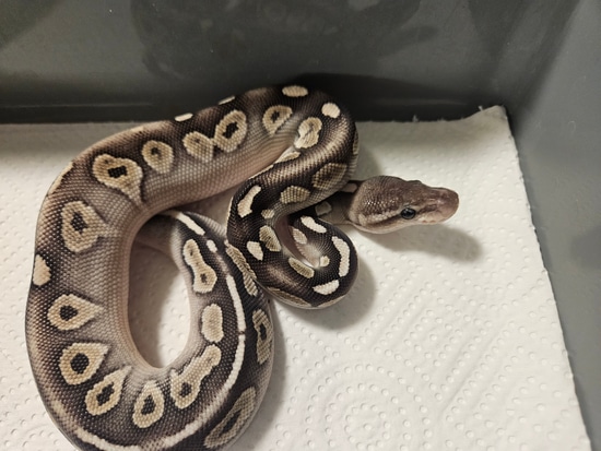 Garcia Line Chocolate Cinnamon Poss Pastel Het DG Poss Het Hypo Ball ...