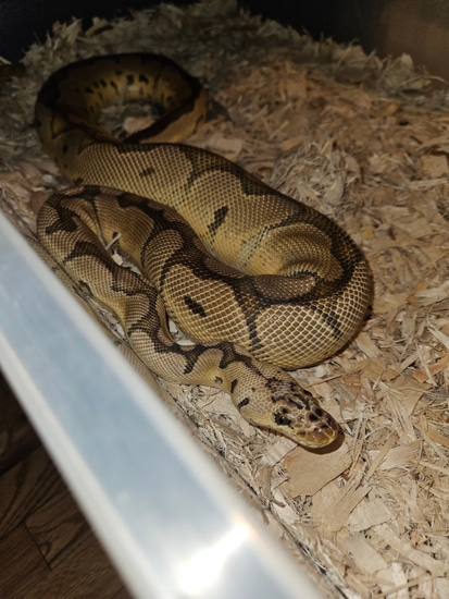 Pastel Clown (Visual) Het Pied Ball Python by Balling Out Morphs