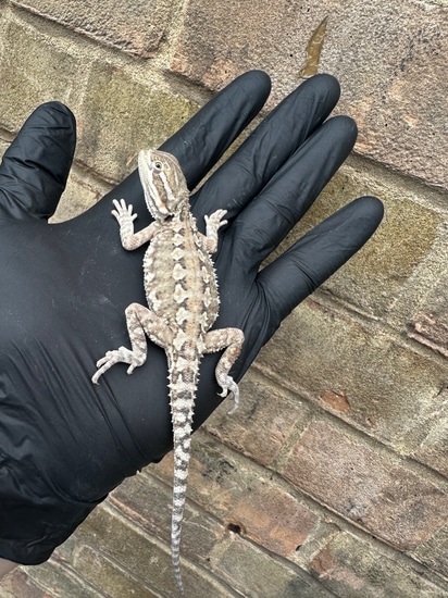 Rankins Dragons Rankin's Dragon by Bermondsey Exotics