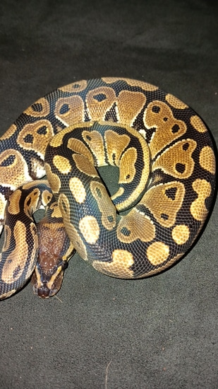 Pastel Ball Python by Critter, Khaos & Creations