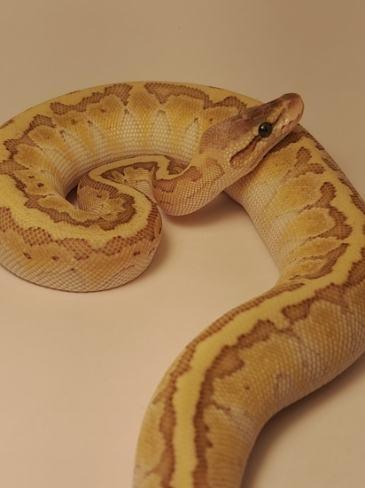 Yellowbelly Pastel Pinstripe Lesser Fire Ball Python by Critters, Khaos ...