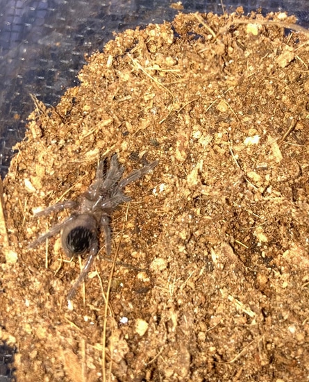 1/2 Inch Curly Hair Slings Tarantula by DeffCoreGoose’s inverts