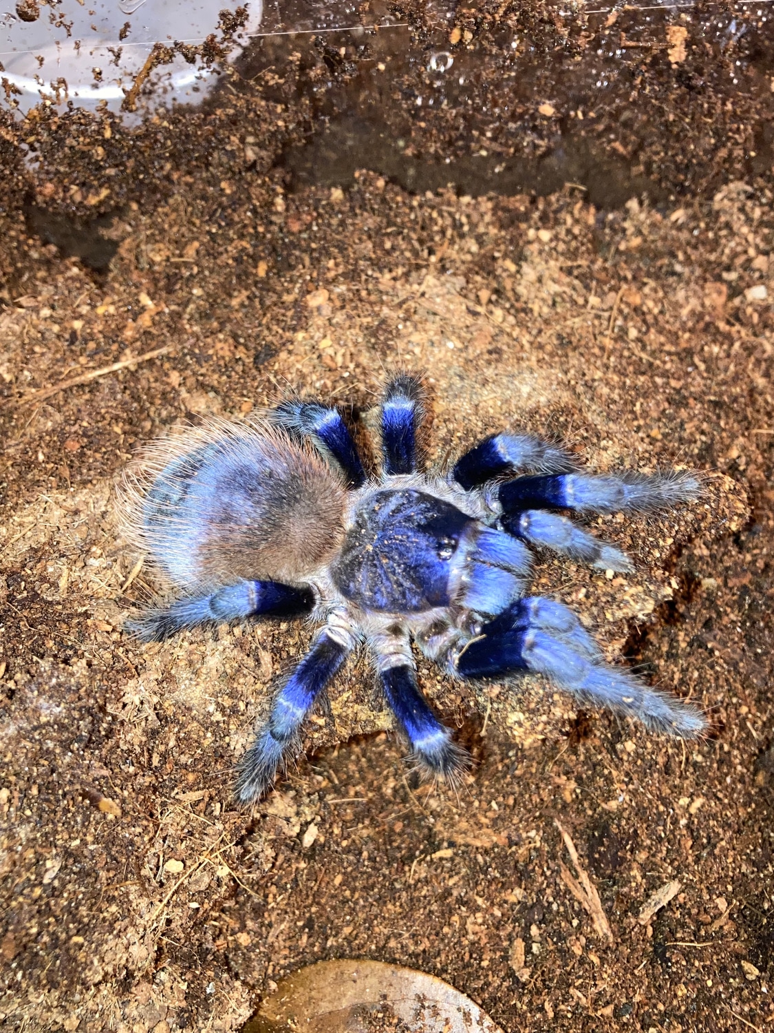 Pterinopelma Sazimai Female Tarantula by DeffCoreGoose’s inverts ...