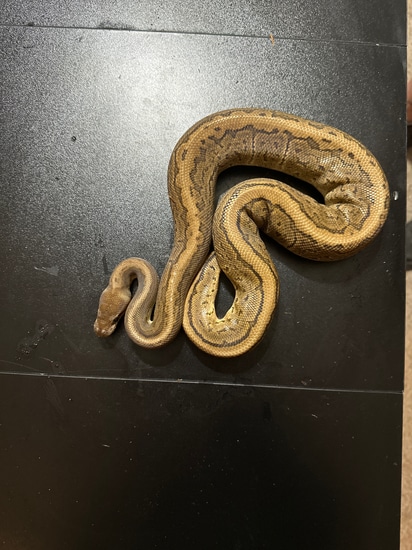 Pinstripe Pastel Bamboo Ball Python by Defragmented Balls