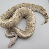 Ball Python Morph Collection: by Defragmented Balls