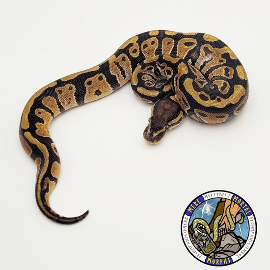 Normal 100% Dbl Het Desertghost Clown Ball Python by Mere Mortal Morphs