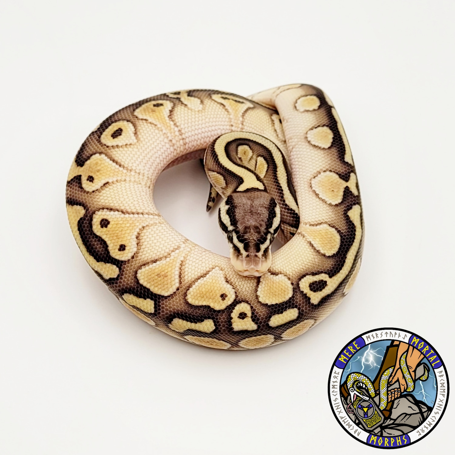 Lesser Pastel 100% Dbl Het Desertghost Clown/cryptic Ball Python by ...