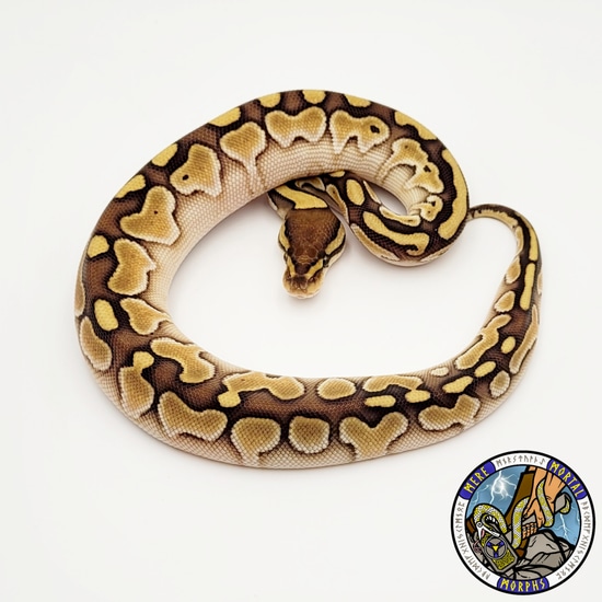 Lesser 100% Dbl Het Desertghost Clown/cryptic Ball Python by Mere ...