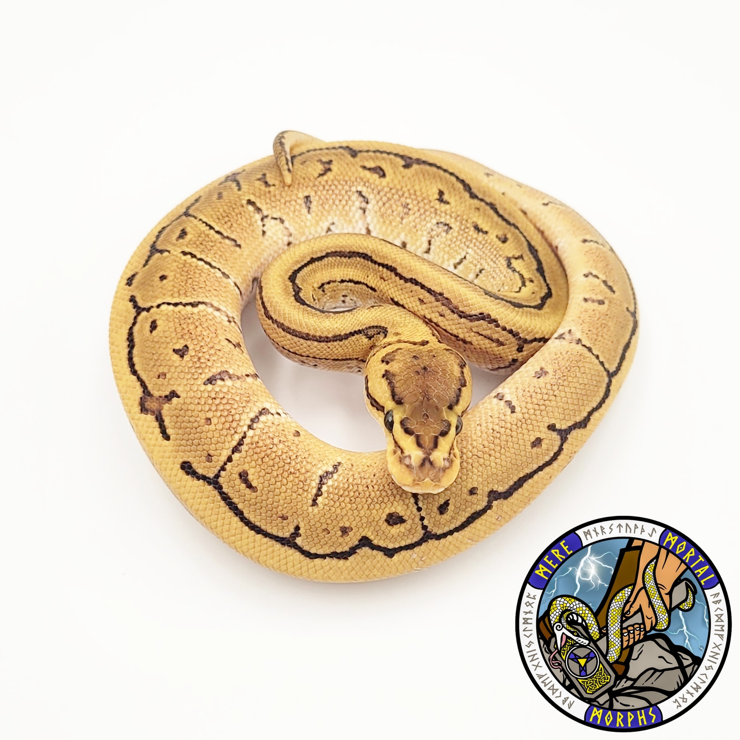 Fire Pinstripe 100% Dbl Het Desertghost Clown/cryptic Ball Python by ...