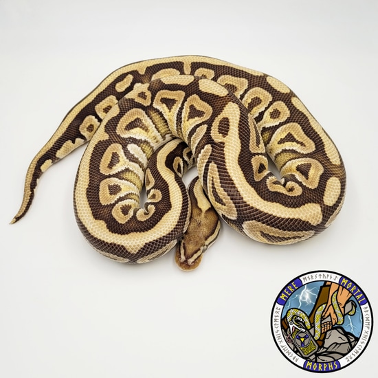 Spotnose Mojave 100% Dbl Het Desertghost Clown Ball Python by Mere ...