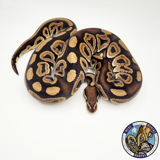 Black Pastel 100% Dbl Het Desertghost Clown/cryptic Ball Python by Mere Mortal Morphs